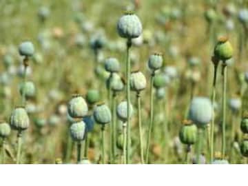 Poppy Straw Worth Rs 39 Lakh Seized from Truck in MP; One Held - News18