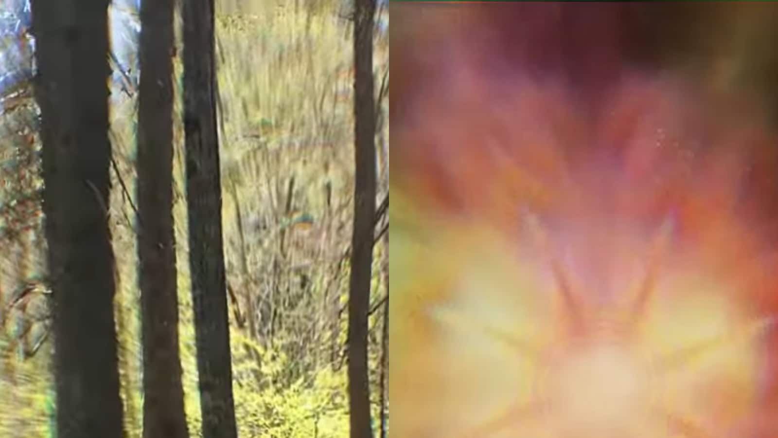 Video Shows What Psychedelic Visuals Look Like and The Impact They Have ...