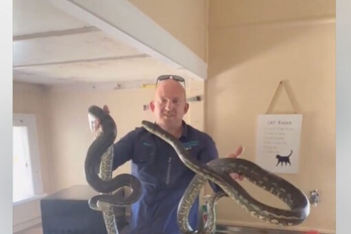 WATCH: Snake Catcher Relocates Pythons Found Mating in Australian Woman ...