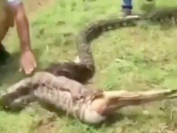 Python Swallows an Entire Deer In Few Seconds, Terrifying Video Goes Viral - News18