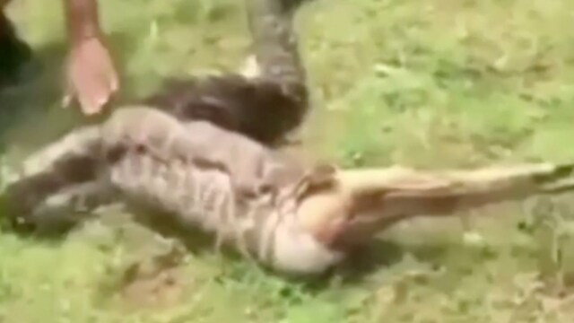 Python Swallows an Entire Deer In Few Seconds, Terrifying Video Goes Viral - News18