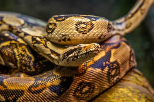 'It's Australia': Dad, Grandpa Save Little Boy Bitten and Dragged into ...