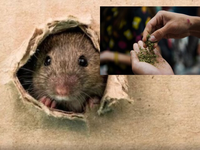 Mathura Police Claim Rats Ate Over 500 kg of Confiscated Marijuana ...