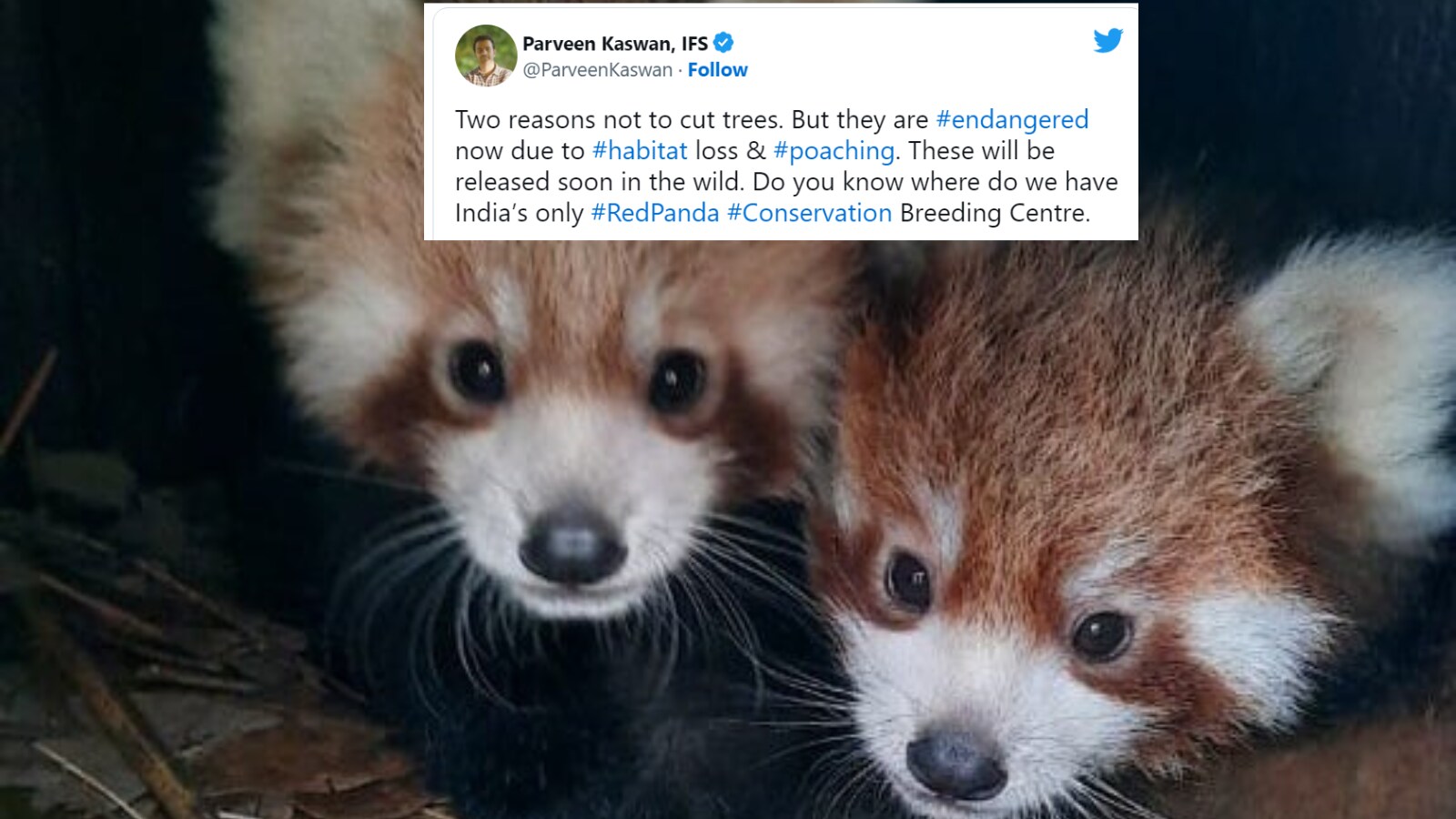 IFS Officer Shares Photo of Baby Red Pandas With a Message | Buzz News ...