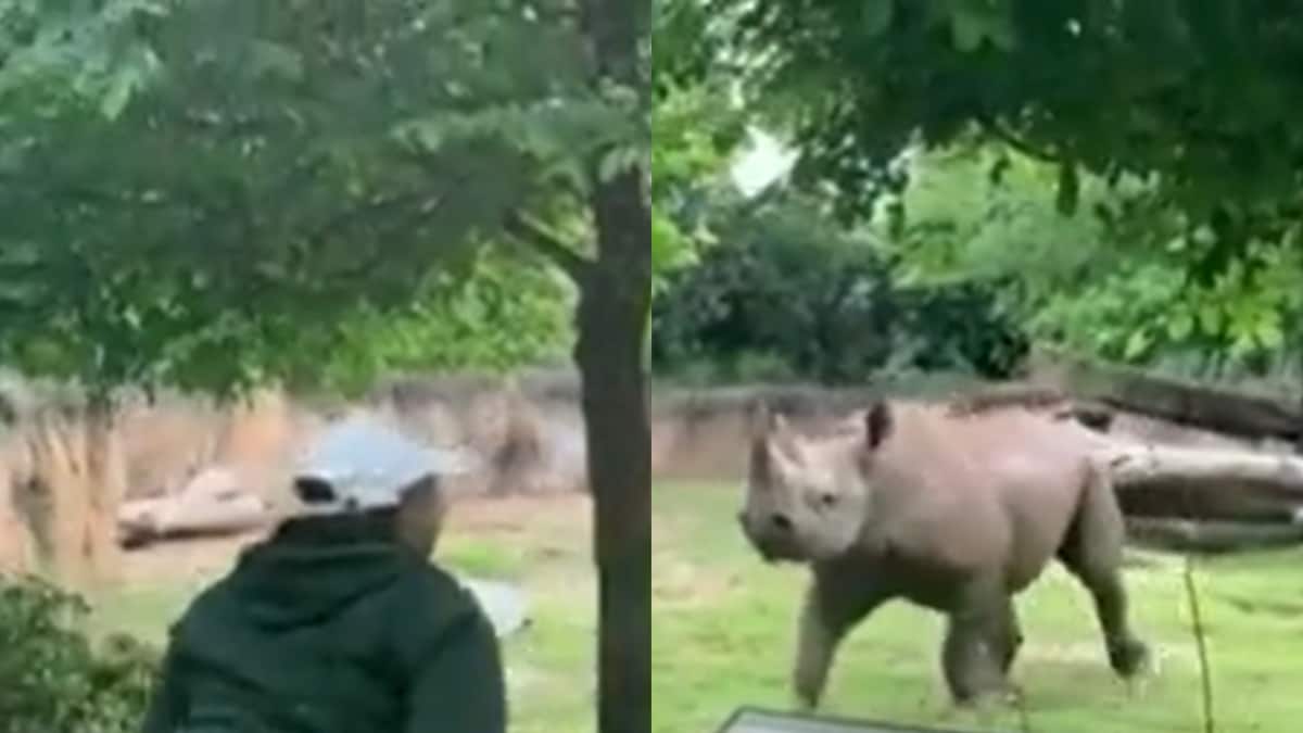 Cute Video of Rhino Getting Excited On Seeing Caretaker Will Melt Your ...