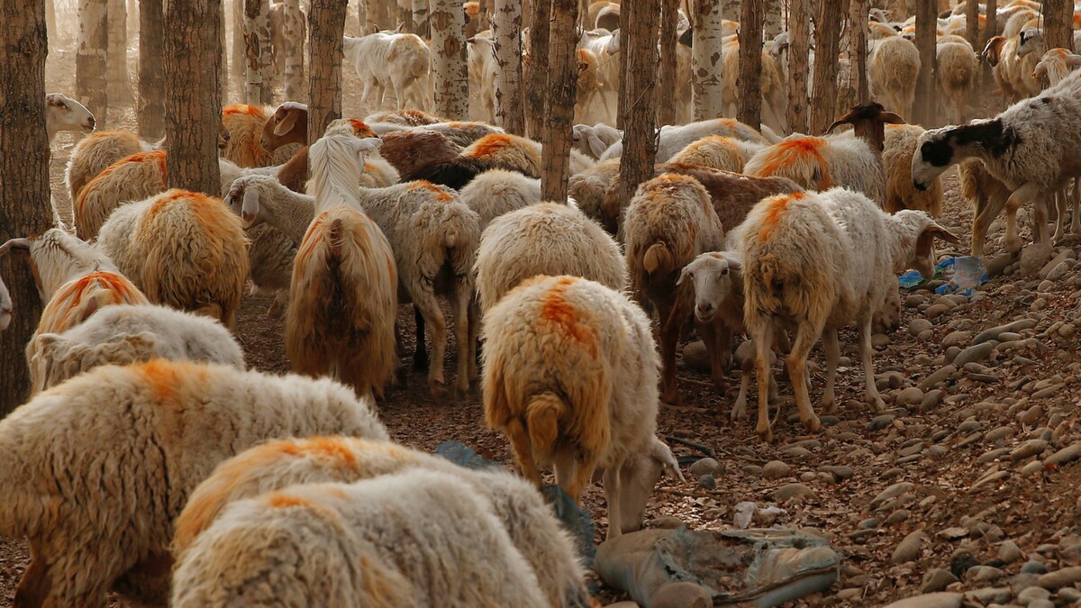 Dozens of Sheep Walk Around in Circle for 12 Days Straight in Eerie ...