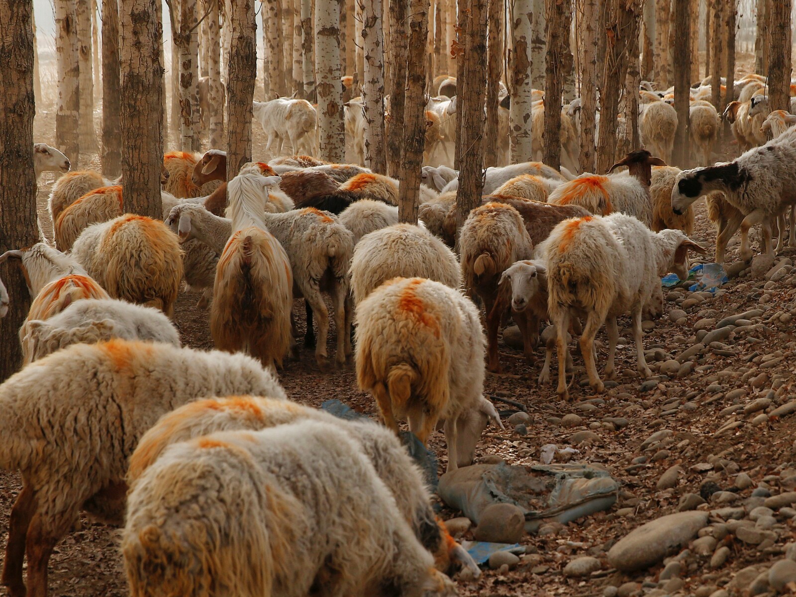 Chinese New Year 2022 Sheep Wallpaper
