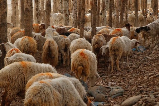 Dozens of Sheep Walk Around in Circle for 12 Days Straight in Eerie ...