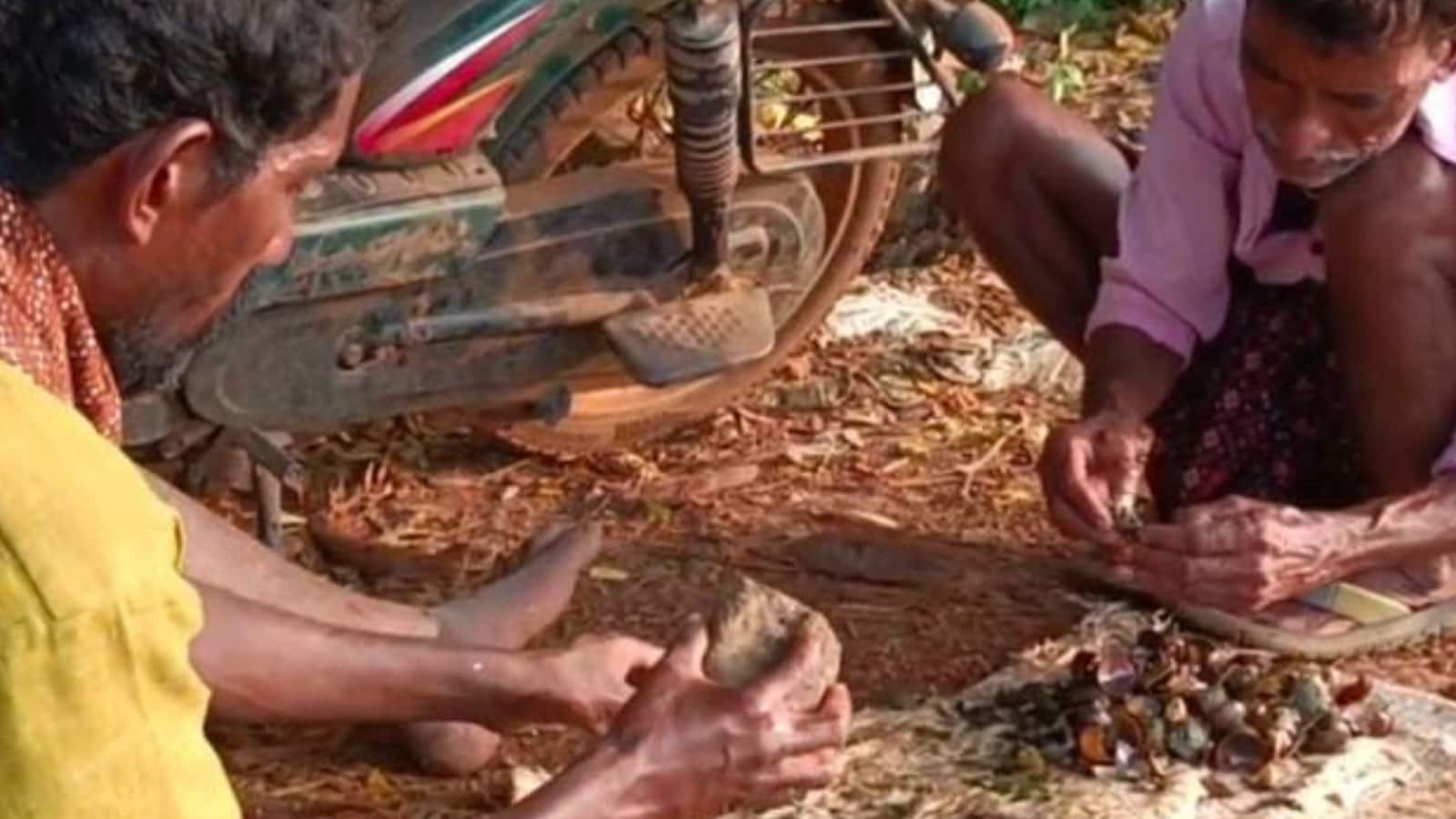 Snail Curry Tops in Andhra's Non-veg Menu, Foodies Say the Dish 'Cures ...