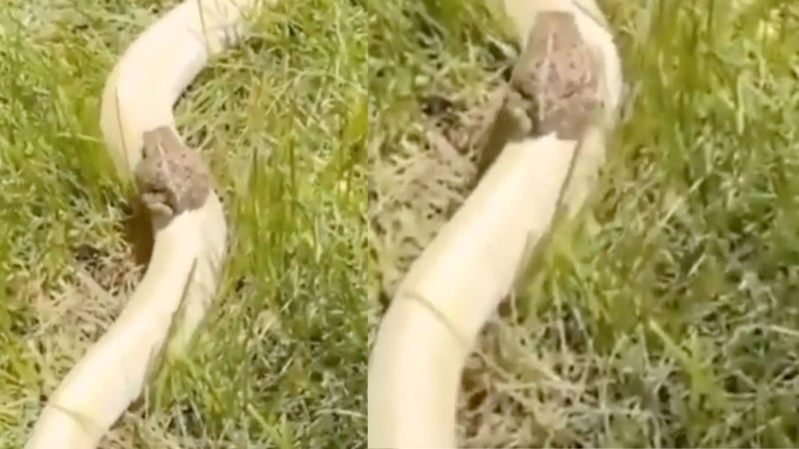 WATCH: Frog Slithers Down a Snake's Back in This Hair-raising Video ...
