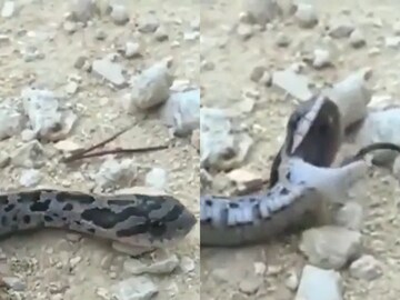 Snake Fakes Death to Avoid Human Touch, Bizarre Video Goes Viral - News18