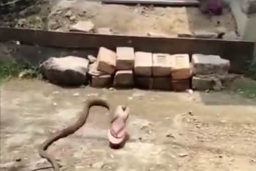 Viral Video: Snake Carries Bathroom Slipper In Mouth, Internet Wonders ...