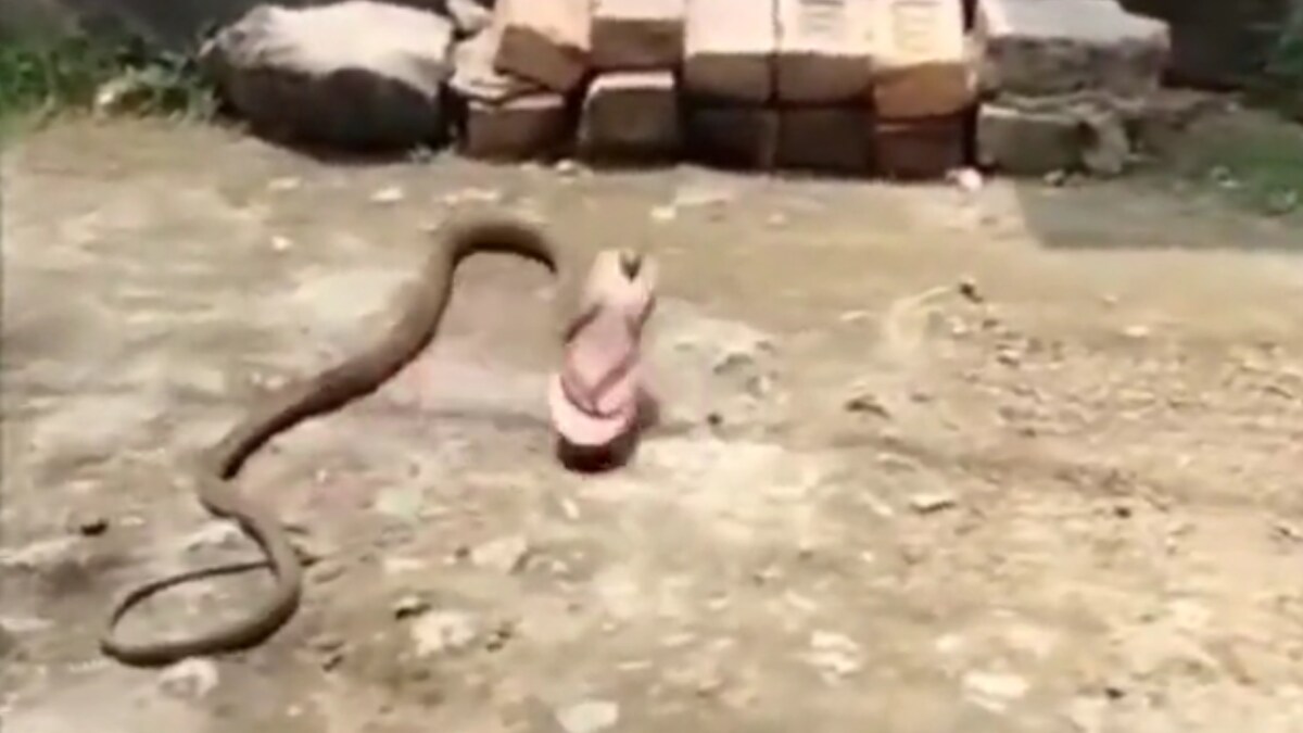 Viral Video: Snake Carries Bathroom Slipper In Mouth, Internet Wonders ...