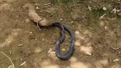 WATCH: Black Cobra and Mongoose Get into Fierce Battle, Here's Who Won ...