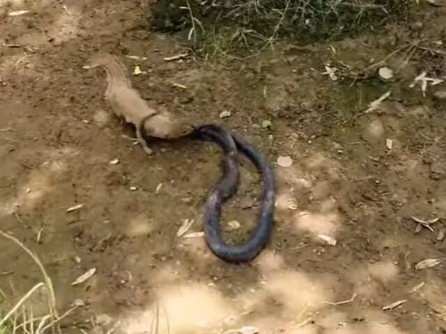 WATCH: Black Cobra and Mongoose Get into Fierce Battle, Here's Who Won ...