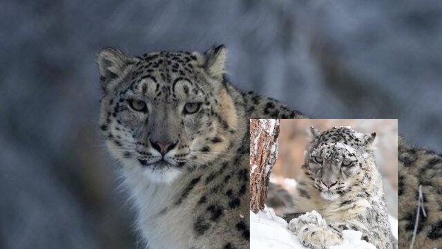 IFS Officer Shares Breathtaking Video of 'Majestic' Snow Leopard - News18