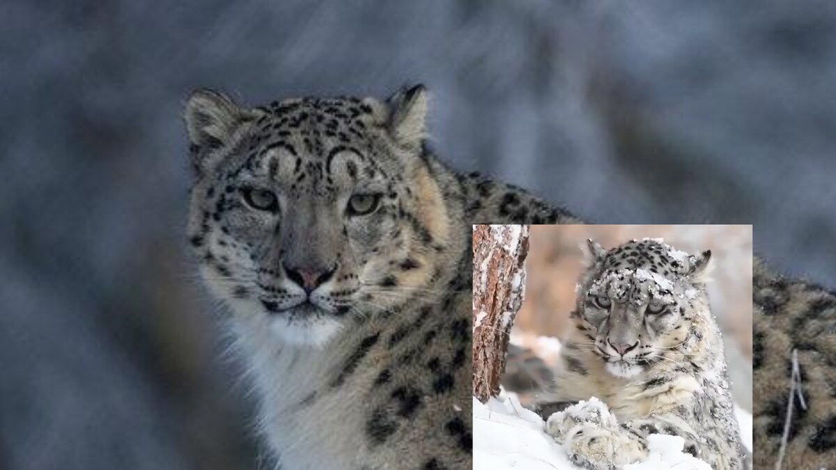 IFS Officer Shares Breathtaking Video of 'Majestic' Snow Leopard - News18