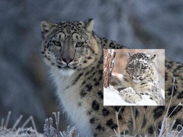 IFS Officer Shares Breathtaking Video of 'Majestic' Snow Leopard - News18