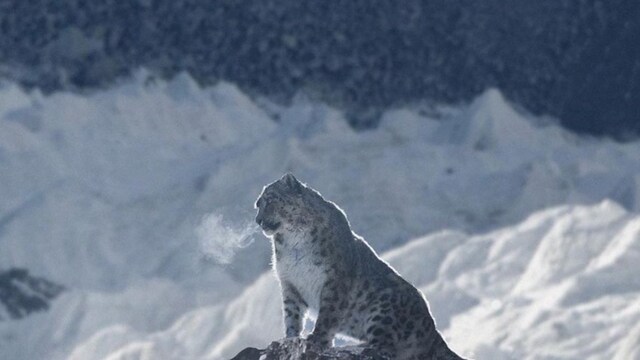 US Photographer Treks 165 km to Click Stunning Images of Snow Leopard ...