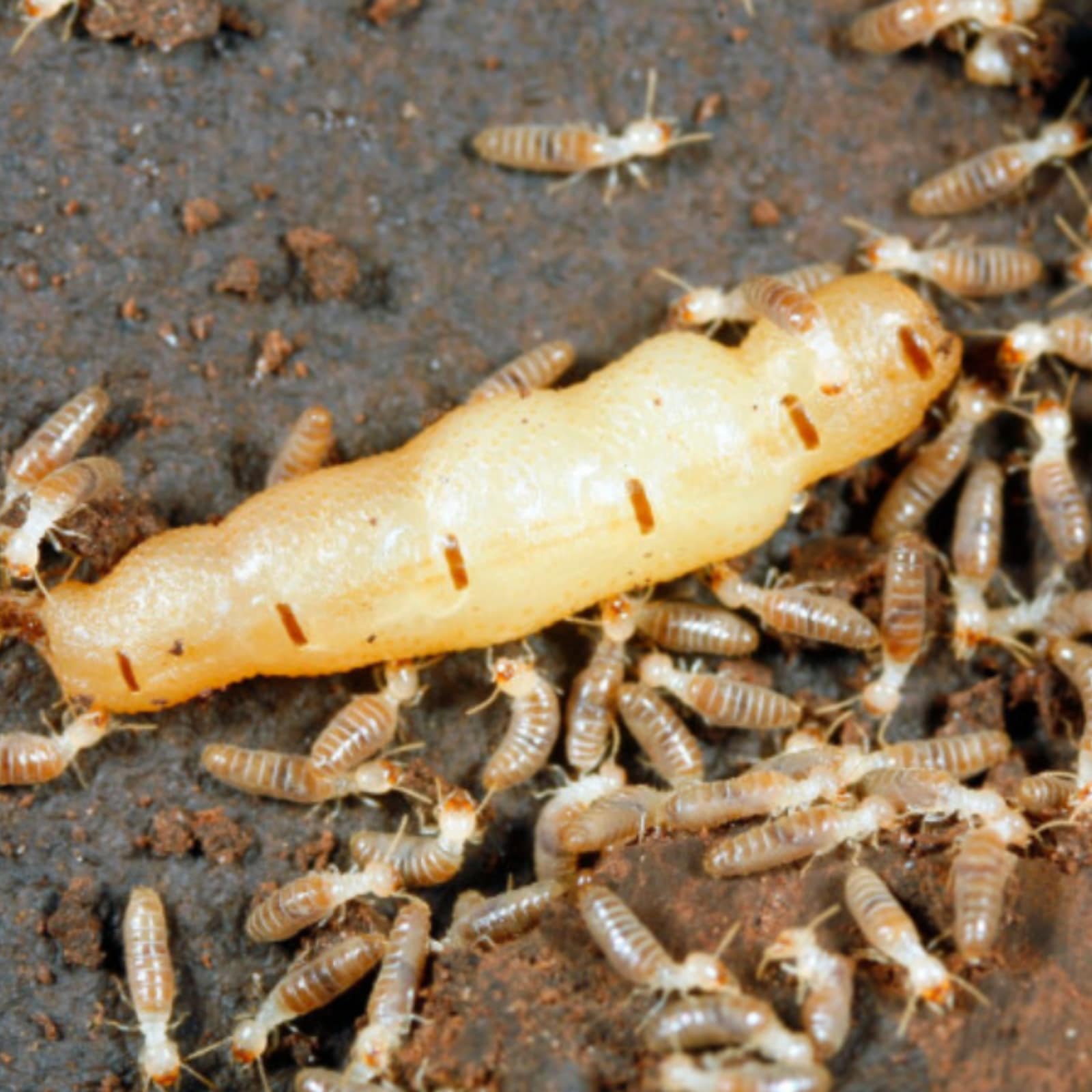King Termites
