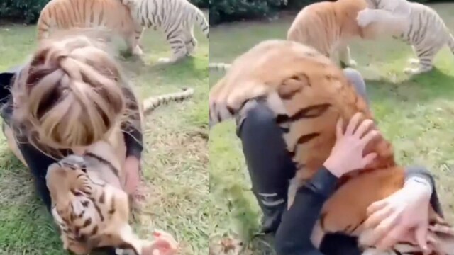 Video Shows Woman Hugging Tiger Cubs, Internet Calls it 'Adorable' - News18