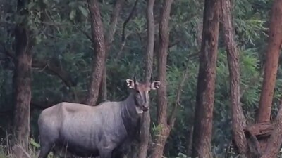 Chilling Video of Tiger Hiding From Prey Moments Before Launching An ...