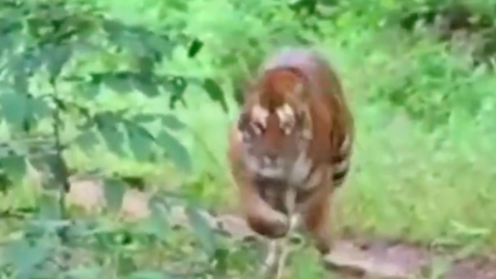 Video Shared By IFS Officer Shows Pack of Dholes Distracting a Tiger ...