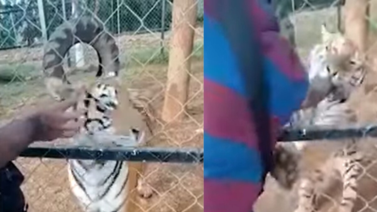 Zookeeper in Mexico Dies After Being Mauled By Tiger, Video Goes Viral ...