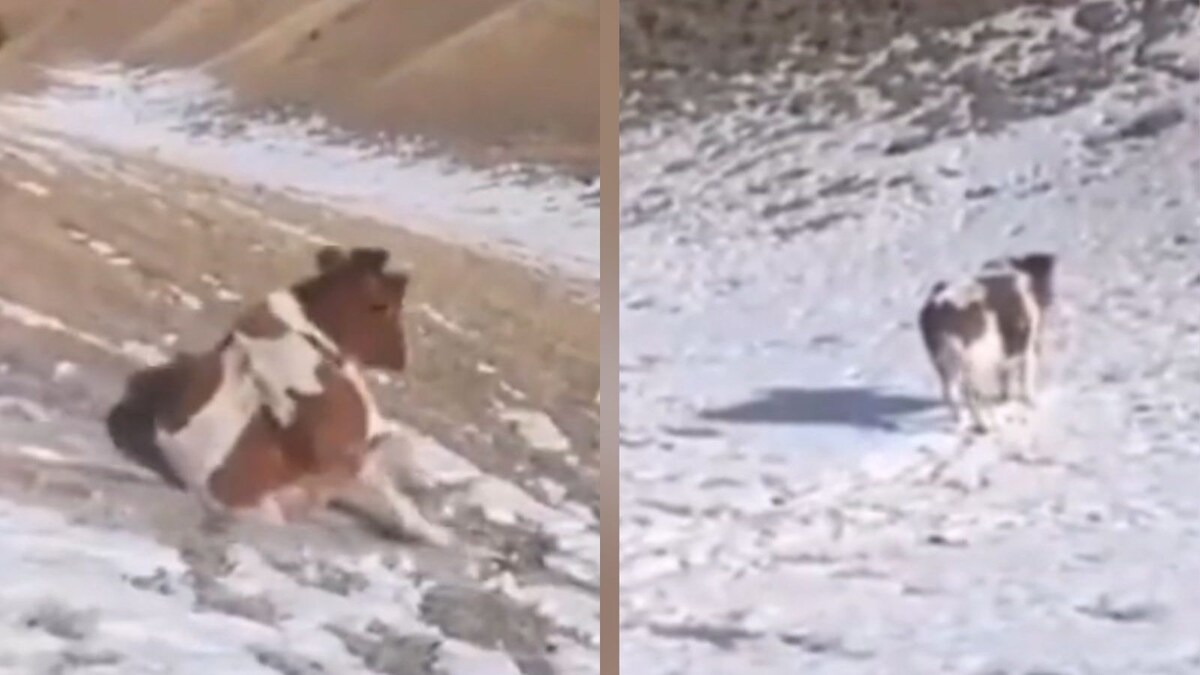 Watch: Cow Sliding Down Mountain Covered With Snow is Weekend Vibes ...