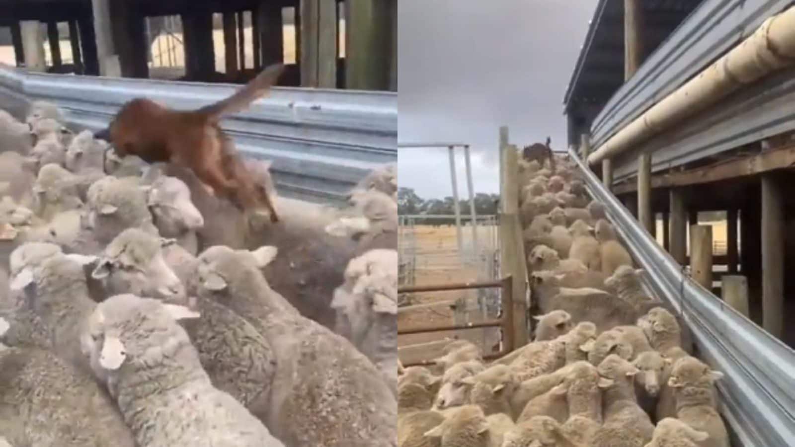 Watch: Dog Helping Clear Traffic Jam is the Most Amusing Thing on ...