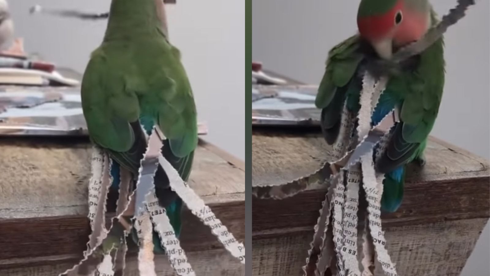 Watch: Parrot Plucking Paper Cutouts And Attaching Them To Its Tail Is ...