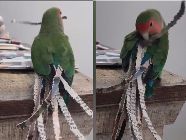Watch: Parrot Plucking Paper Cutouts And Attaching Them To Its Tail Is ...