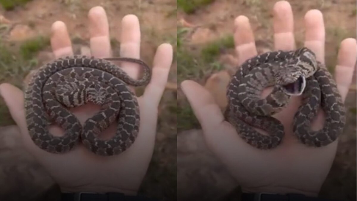 Watch: This Snake Uses Its Body Movements To Hypnotise Its Prey Before ...