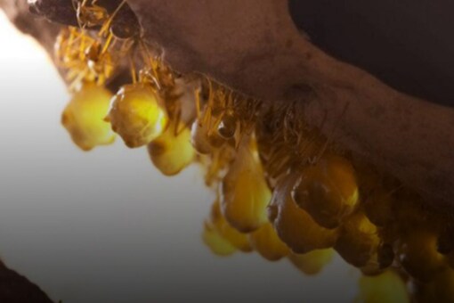Not Just Bees, This Species Of Ants Also Produces Honey; Know More - News18
