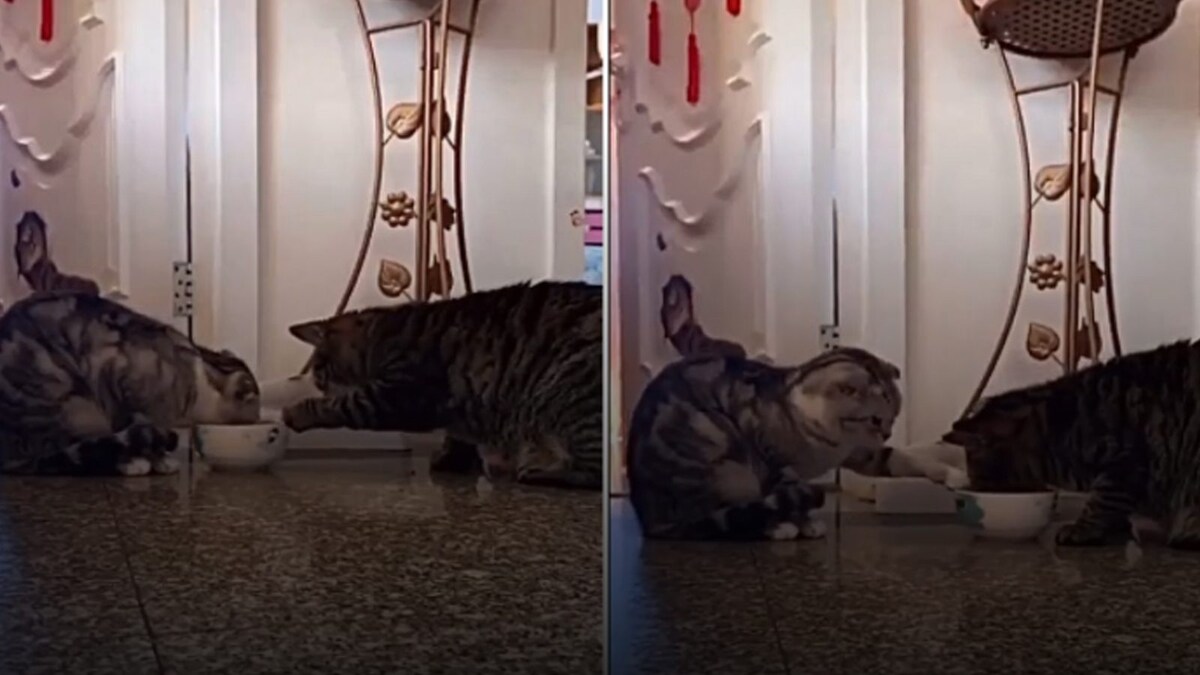 Watch: Cats Sharing Meal From a Bowl is the Cutest Thing on Internet ...