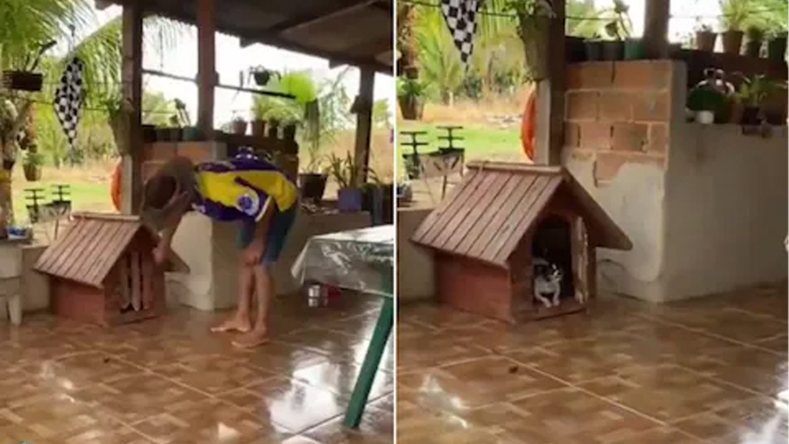 Viral: Dog Barks At Owner For Invading Its Personal Space. Internet In ...