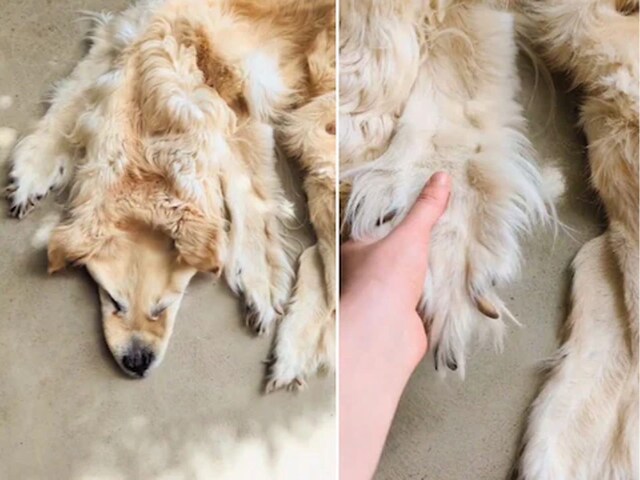 Australian Family Turns Deceased Pet Dog Into A Rug. Internet Calls It ...