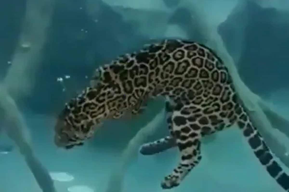 Leopard Swimming