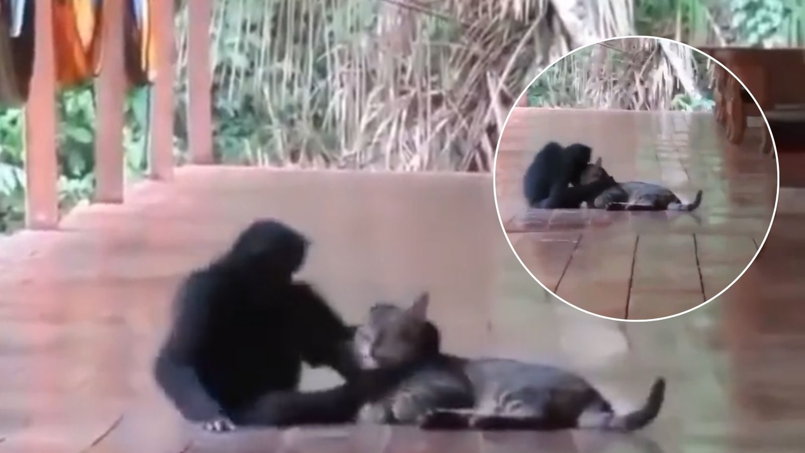 Monkey Embracing a Cat in Viral Video is Pure Friendship Goals | Buzz ...