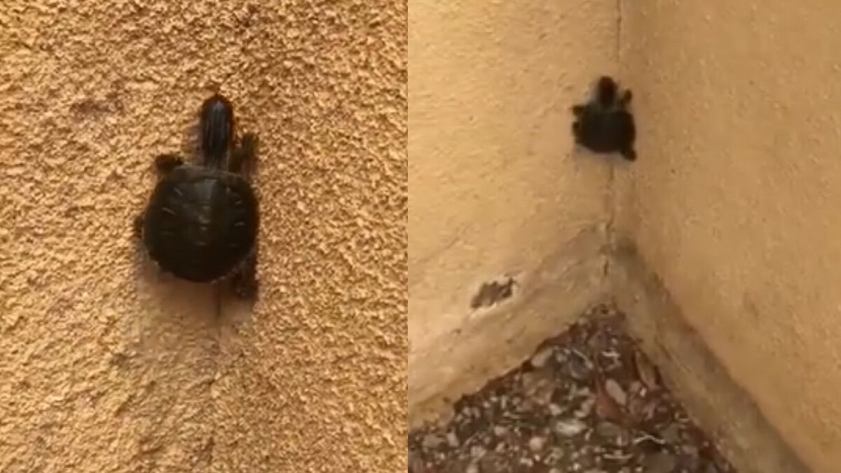 This Ninja Turtle Climbing a Wall Effortlessly Will Leave You ...