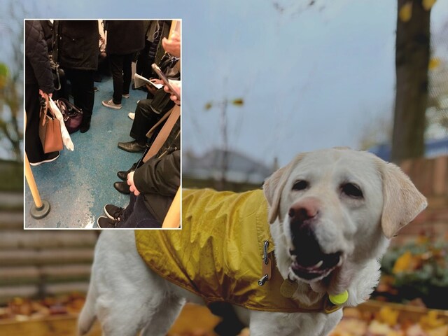 Blind Man Shares How Hard His Guide Dog Works to Help Him Navigate ...