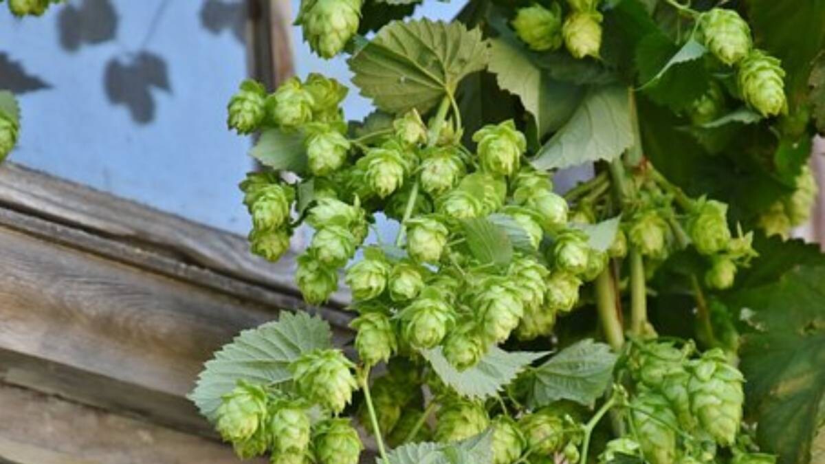 World's Most Expensive Vegetable Costs a Staggering Rs 85,614 Per KG in ...