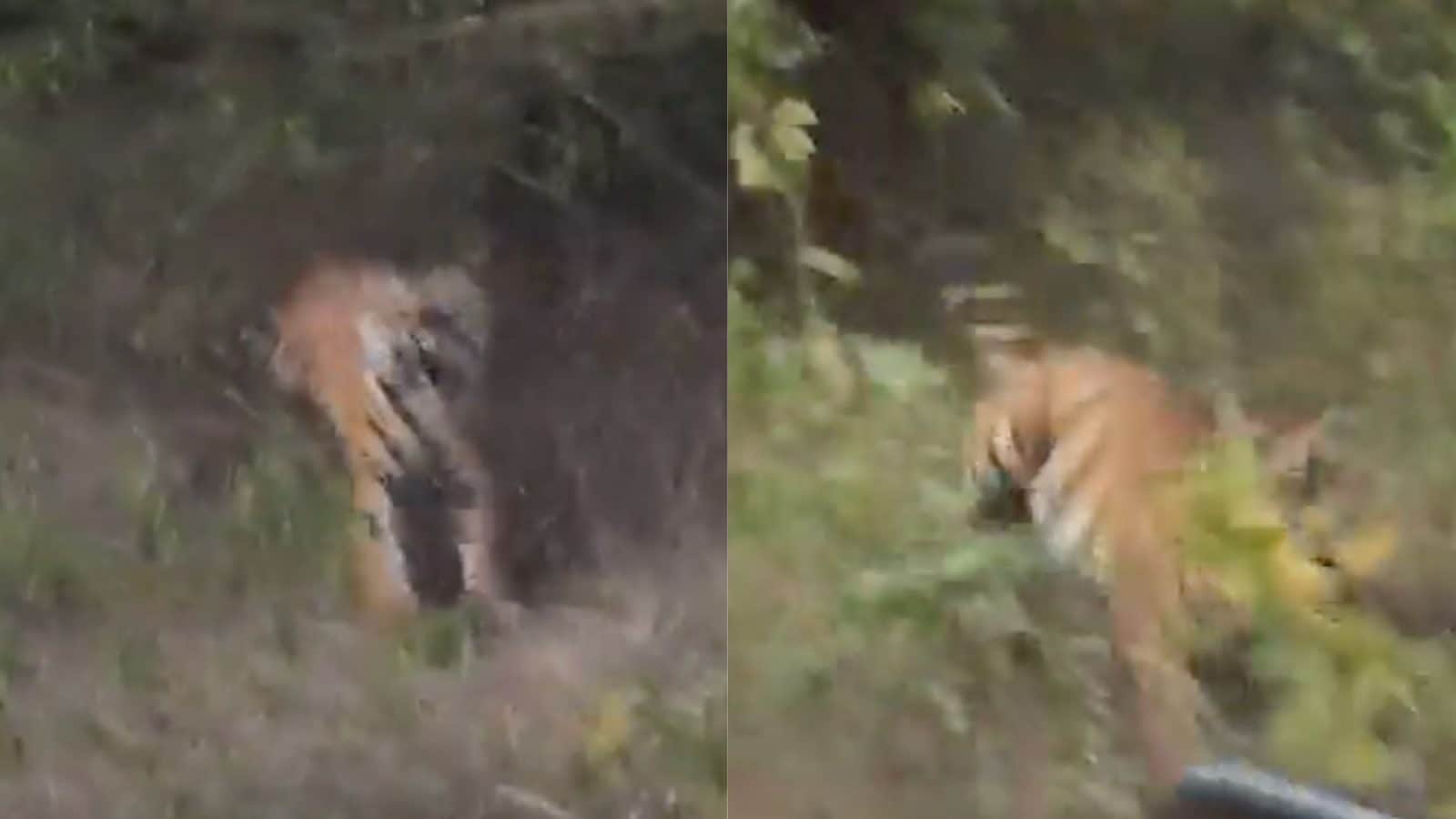 'Too Much Eagerness': IFS Officer Warns Public after Tiger Attacks ...