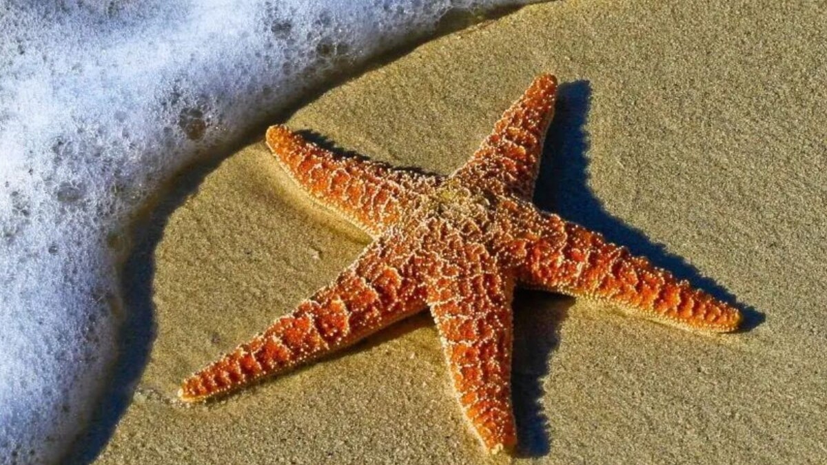 Still Wondering How a Starfish Moves? Watch the Old Video That Has Gone ...