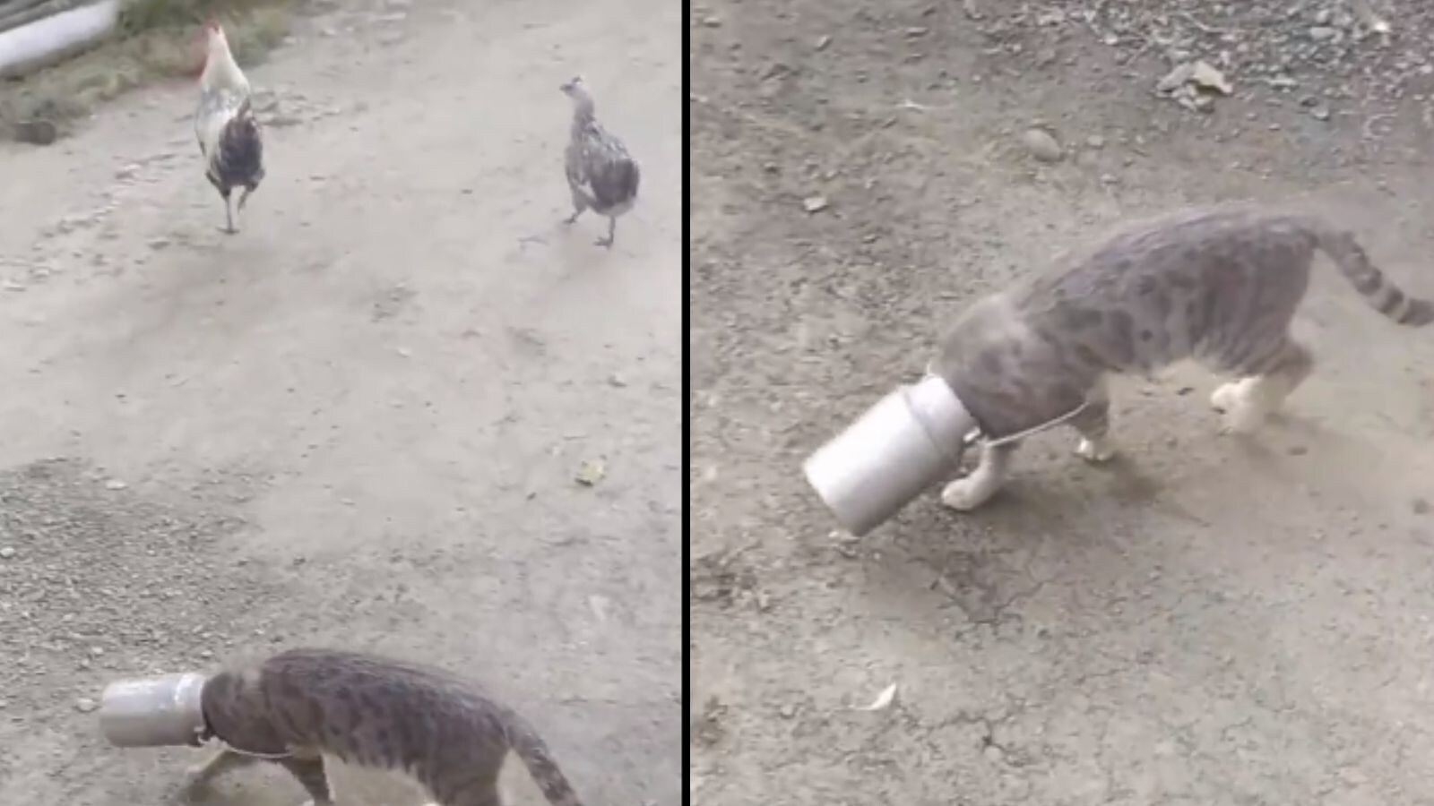 Watch: Cat Gets Its Head Stuck In A Milk Bucket | Buzz News - News18