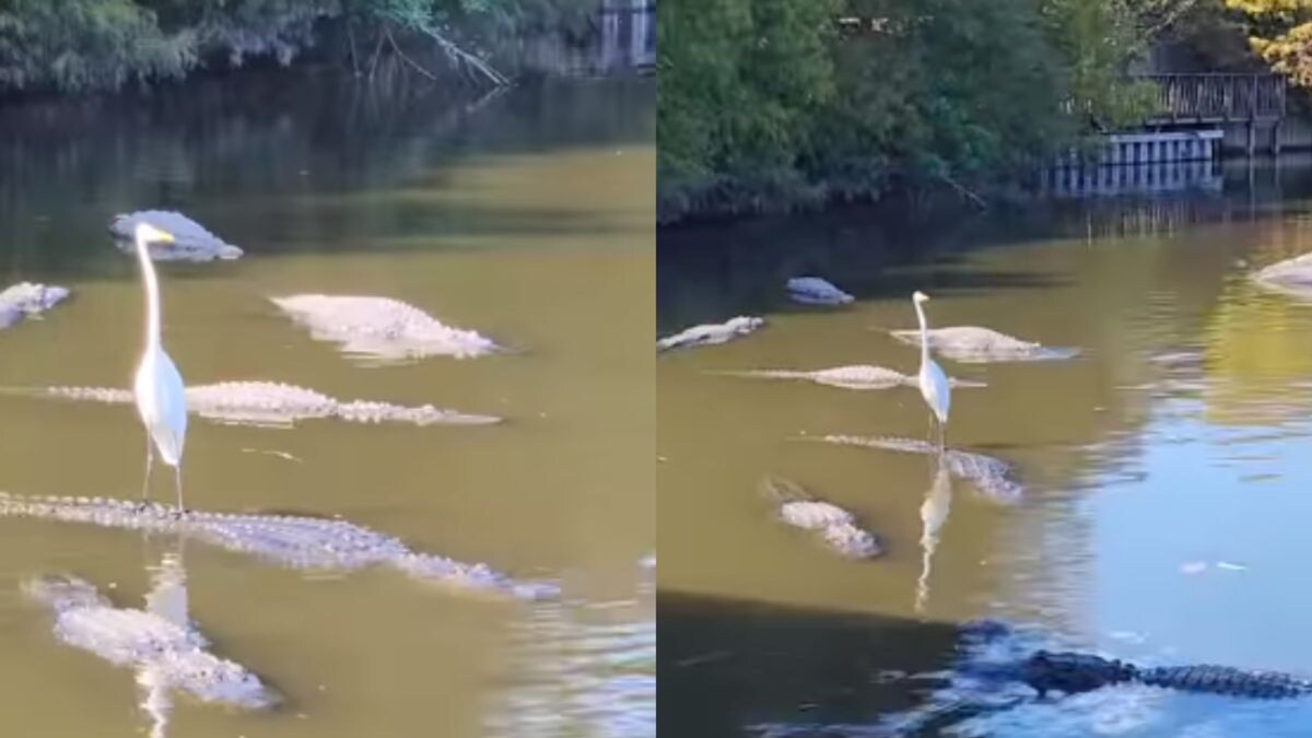 Ubergator? Video Of Bird ‘Surfing’ On Crocodile Goes Viral - News18