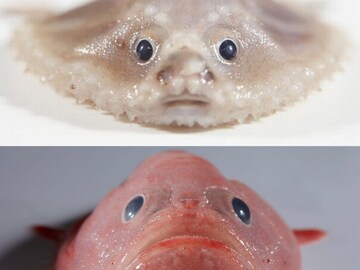 ‘Bizarre’ Deep Sea Creatures Discovered in Indian Ocean Baffle ...