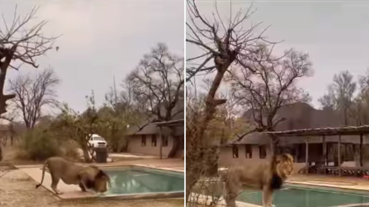 Watch: The Not-So-Usual Sight of Lion Drinking Water From Swimming Pool ...