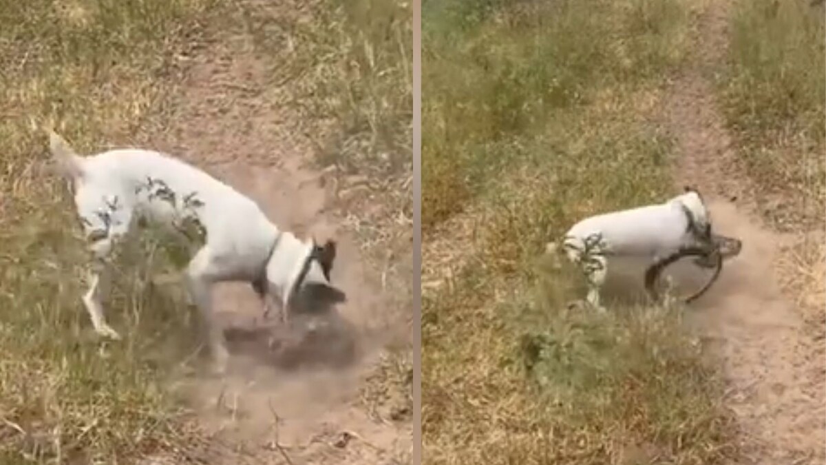 Watch: Dog Kills Snake Found in Owner's Farm Equipment, Internet in Awe ...