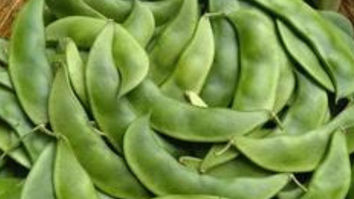 Why Including Hyacinth Beans In Your Diet Is a Gamechanger - News18
